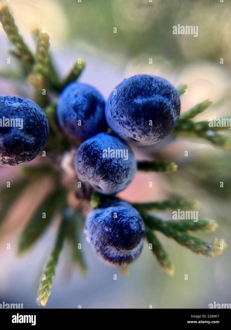 Fall textures hi-res stock photography and images - Alamy