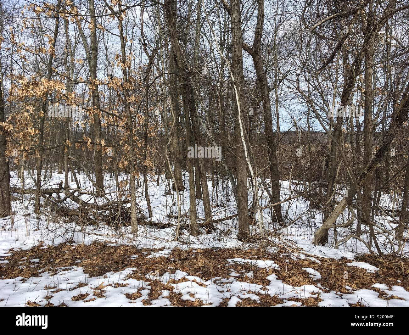 Wooded area in winter hi-res stock photography and images - Alamy