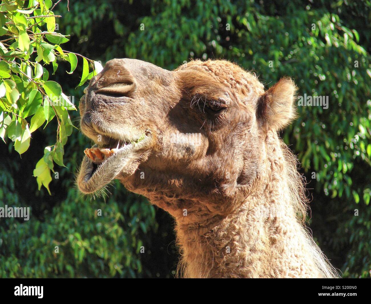 Camel eating leaves hi-res stock photography and images - Alamy