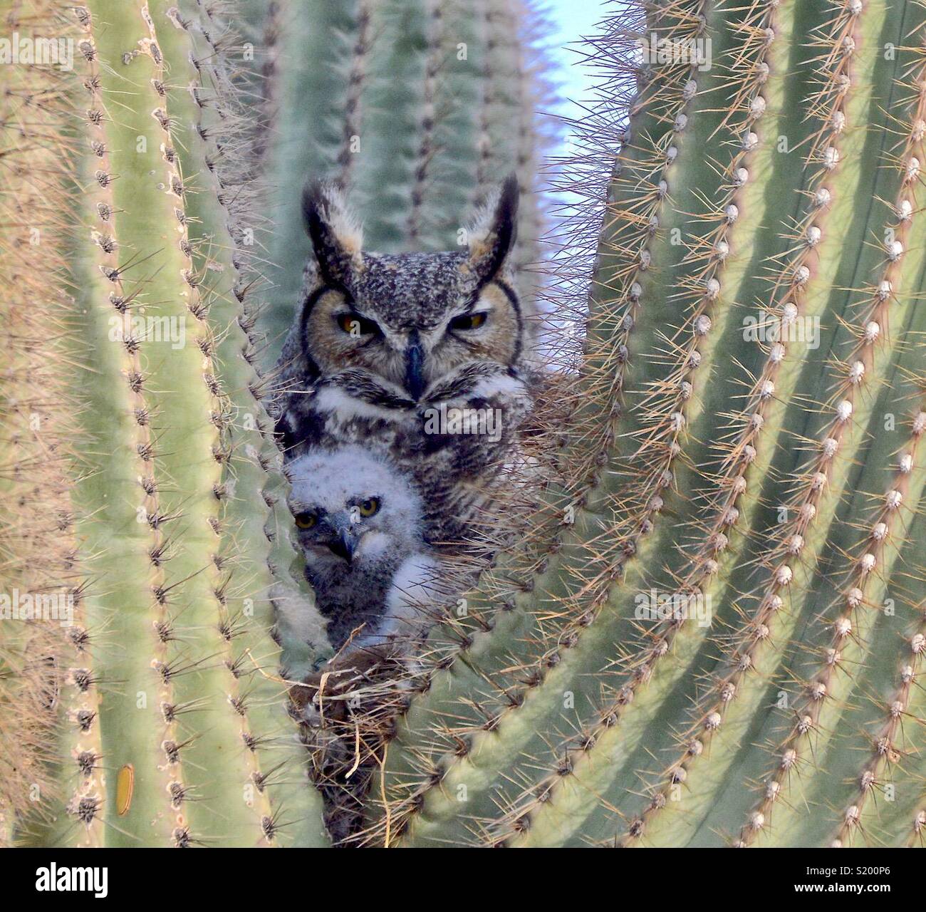 Cactus desert owl hi-res stock photography and images - Alamy