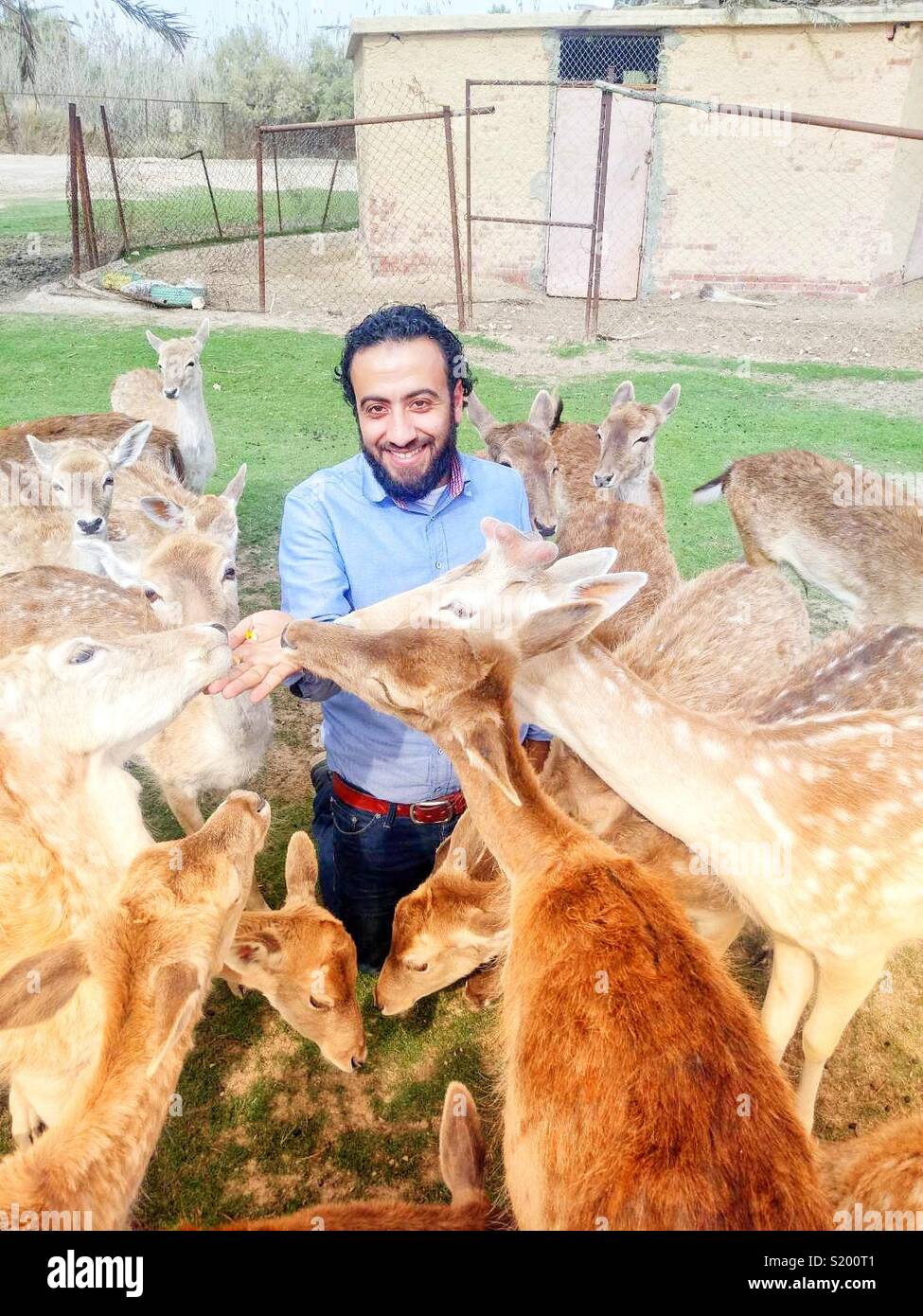 Funny gazelles i love it Stock Photo - Alamy