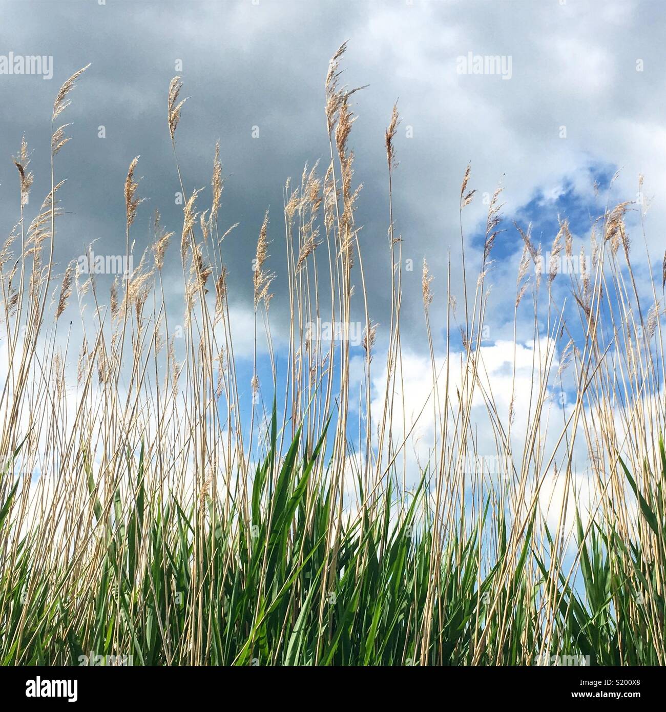 Waterside plants hi-res stock photography and images - Alamy