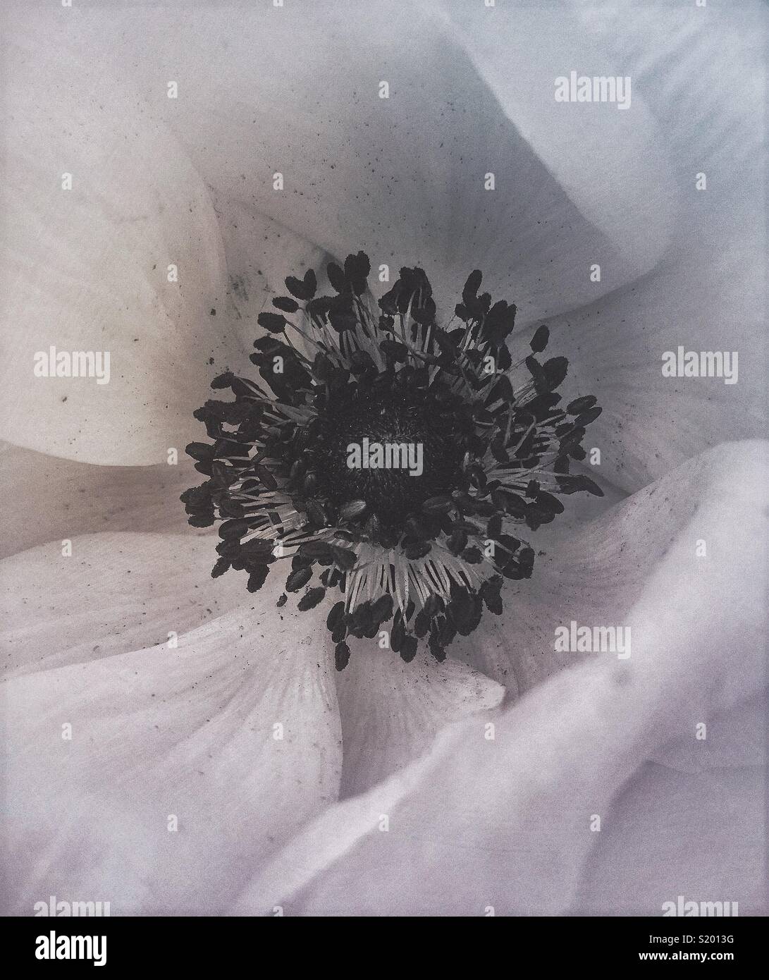 Bnw floral hi-res stock photography and images - Alamy