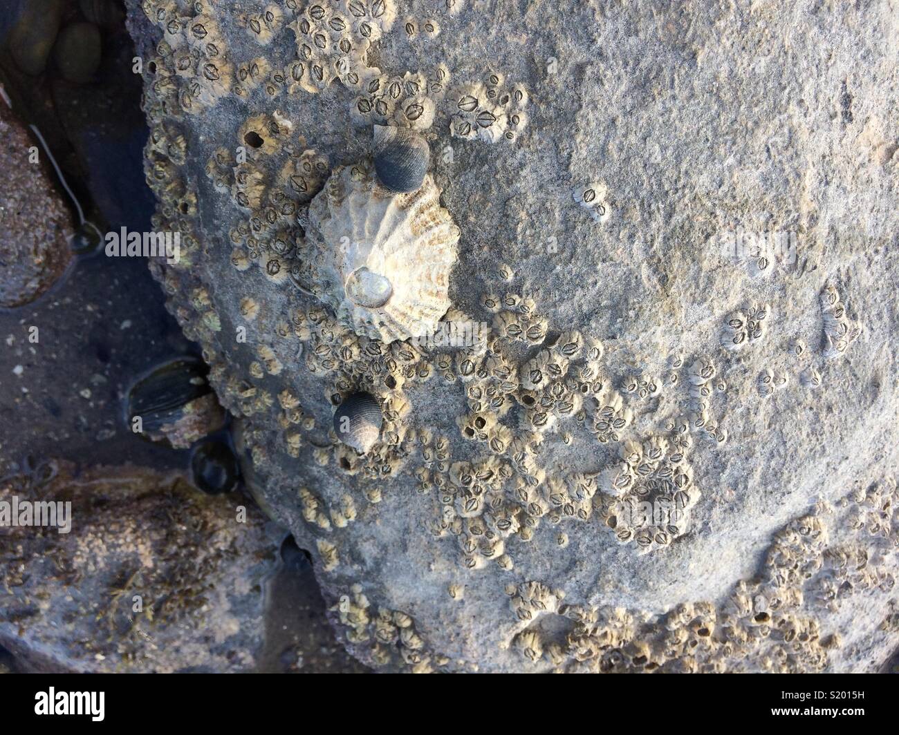 Barnacles on rock hi-res stock photography and images - Alamy