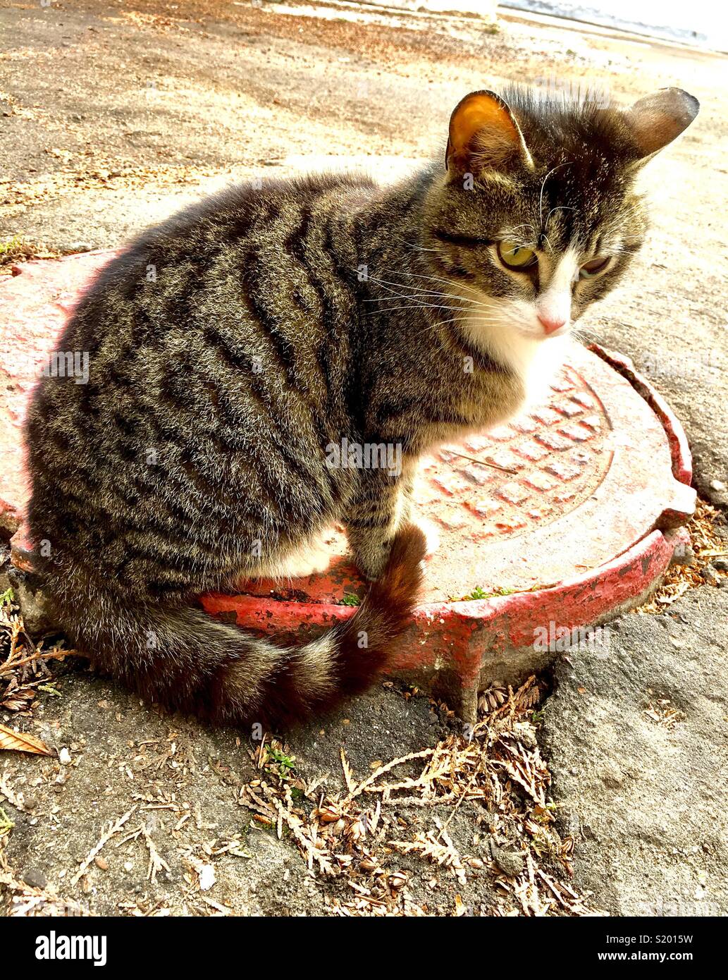 Cat no tail hi-res stock photography and images - Alamy