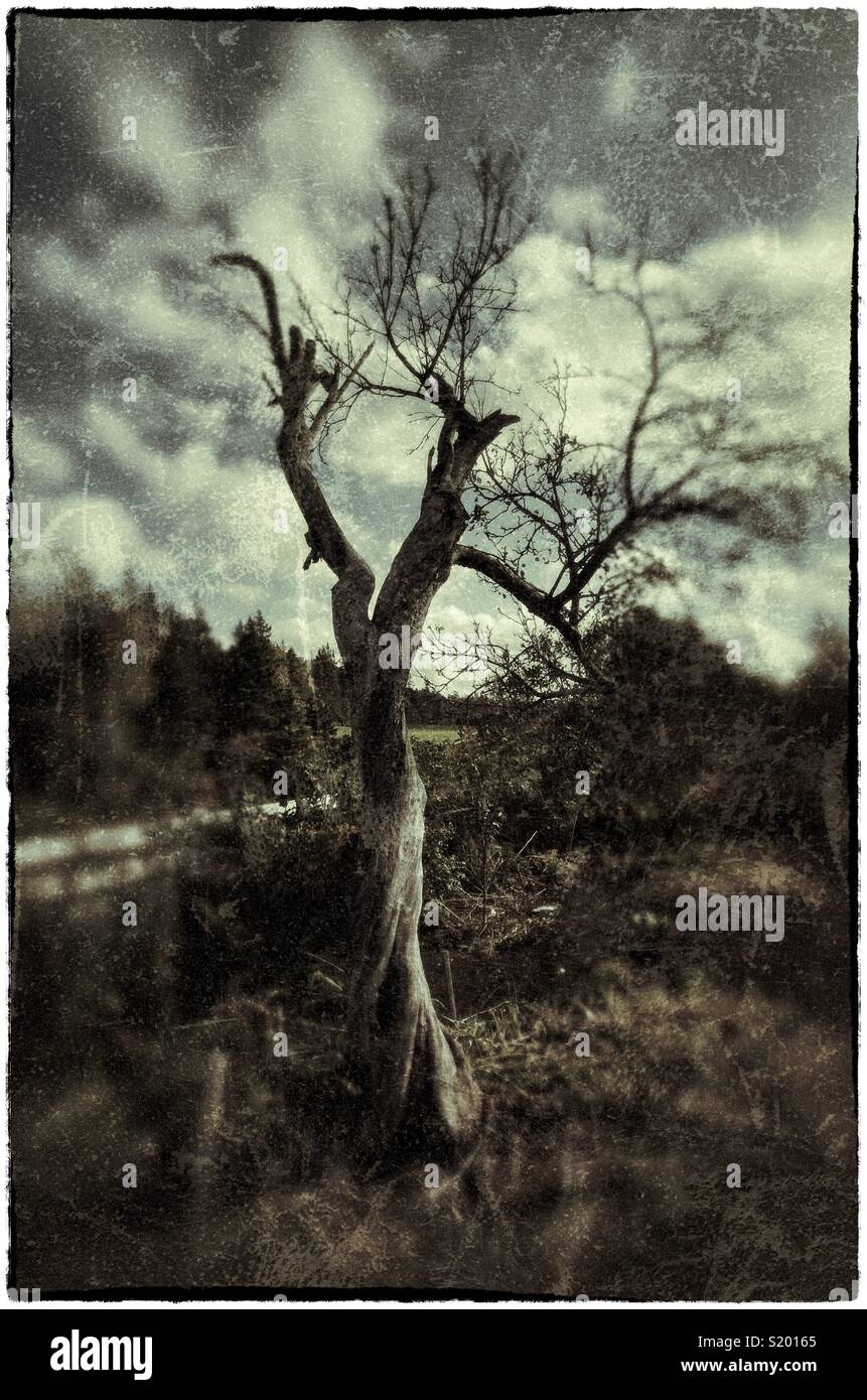 Eerie tree hi-res stock photography and images - Alamy
