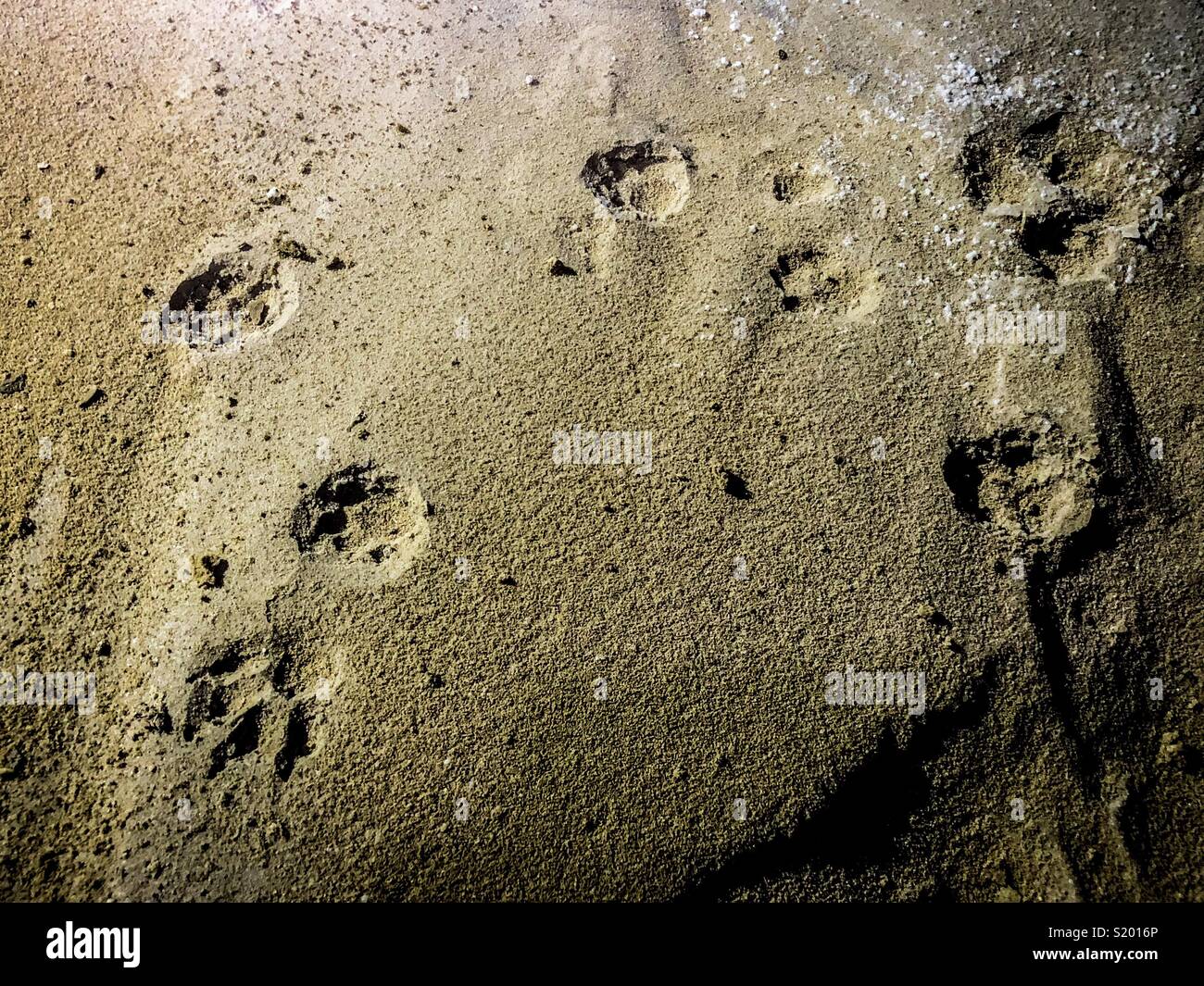 Fox tracks inside a cave Stock Photo - Alamy