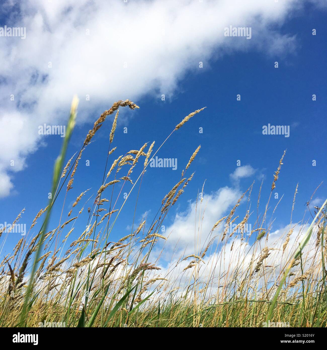 Waterside plants hi-res stock photography and images - Alamy