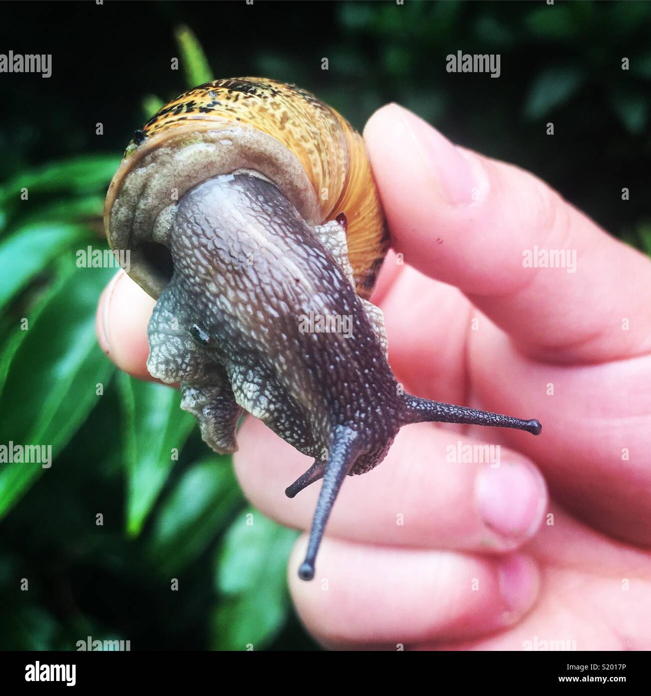 Hand holding snails hi-res stock photography and images - Alamy