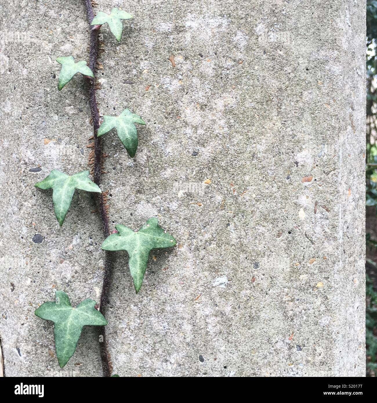 Creeping climbing hi-res stock photography and images - Alamy