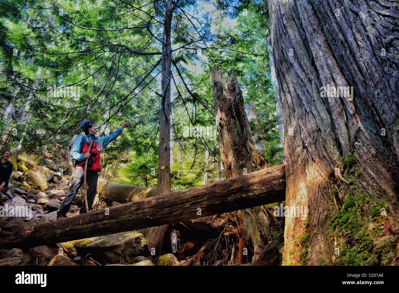 Pointing to trees hi-res stock photography and images - Alamy