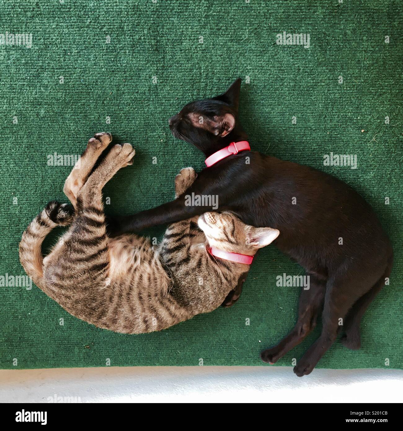 Cats of asia hi-res stock photography and images - Alamy