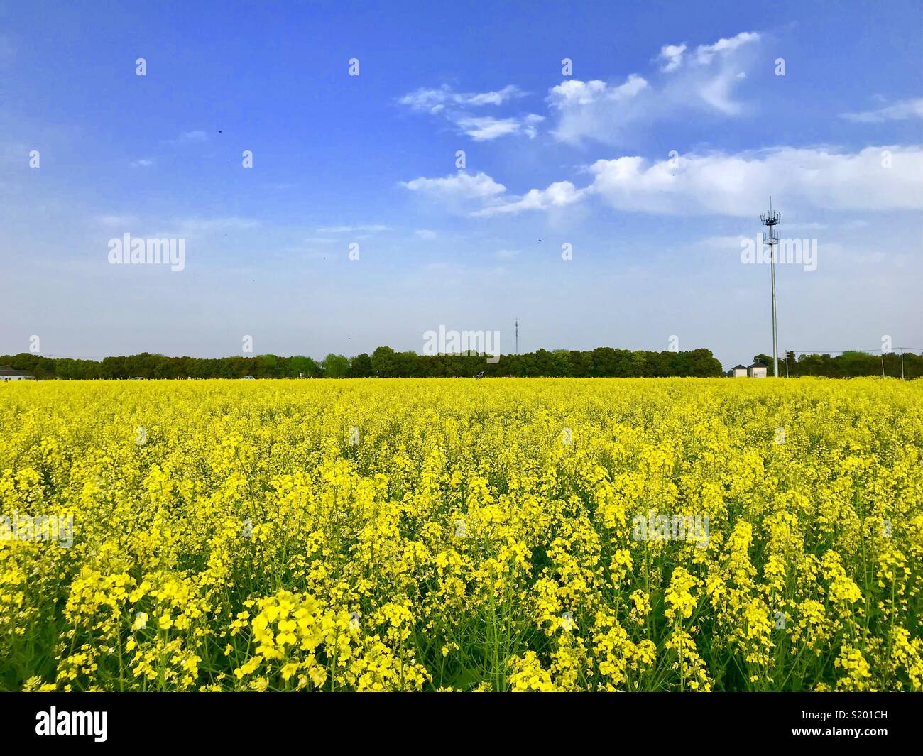 Blooming rapeseed hi-res stock photography and images - Alamy