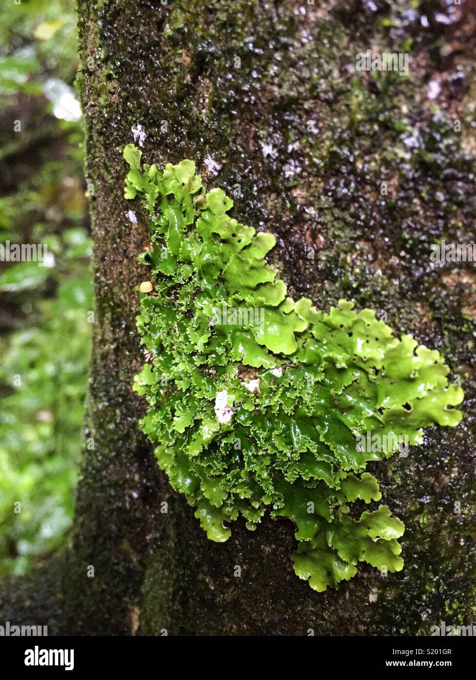 Lichen tree green hi-res stock photography and images - Alamy