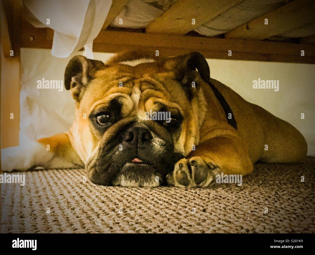 English bulldog, her safe place Stock Photo - Alamy
