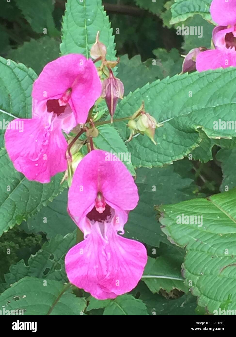 Pink himalayan balsam hi-res stock photography and images - Alamy