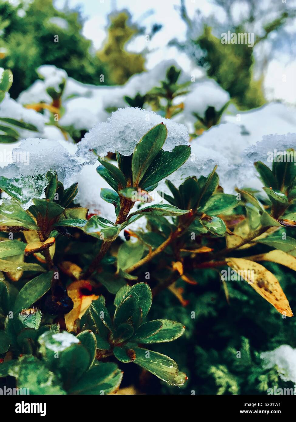 Ice on leaves Stock Photo - Alamy