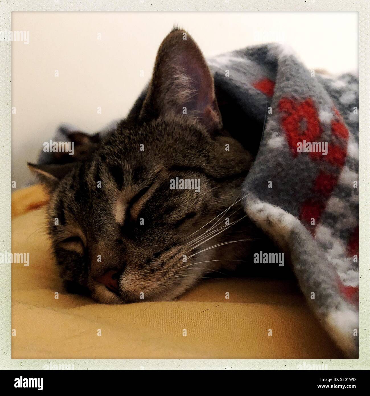 Cat under the blanket hi-res stock photography and images - Alamy
