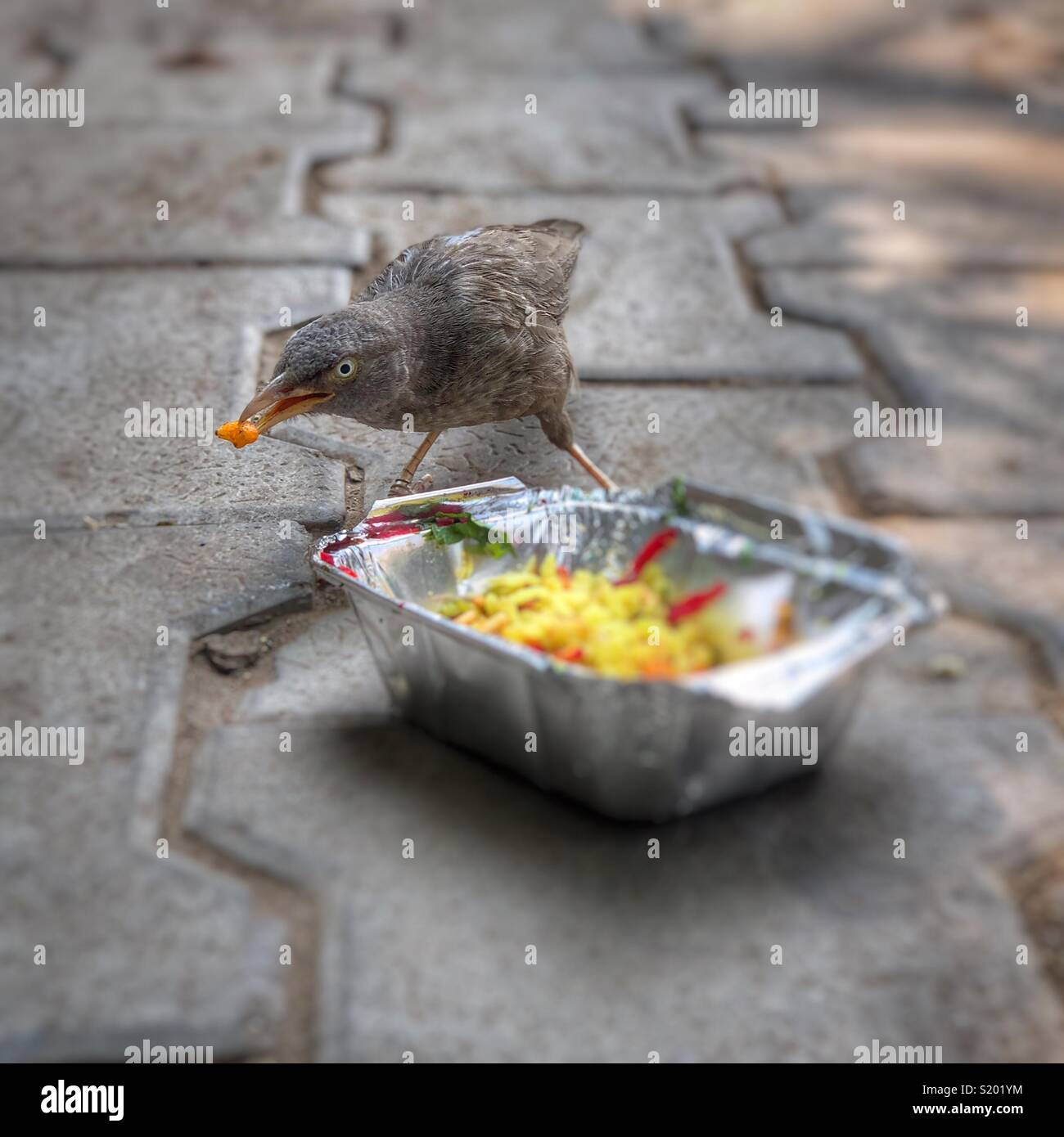 Bird eating food Stock Photo - Alamy