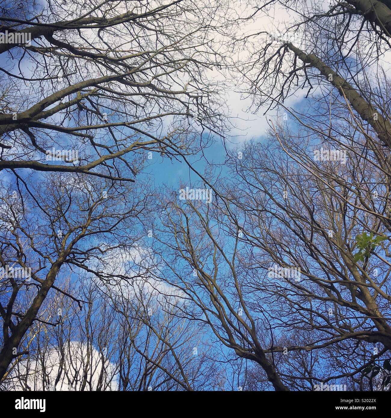 Look through trees hi-res stock photography and images - Alamy
