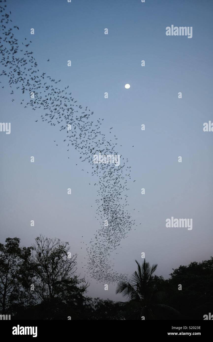 Bats and birds hi-res stock photography and images - Alamy