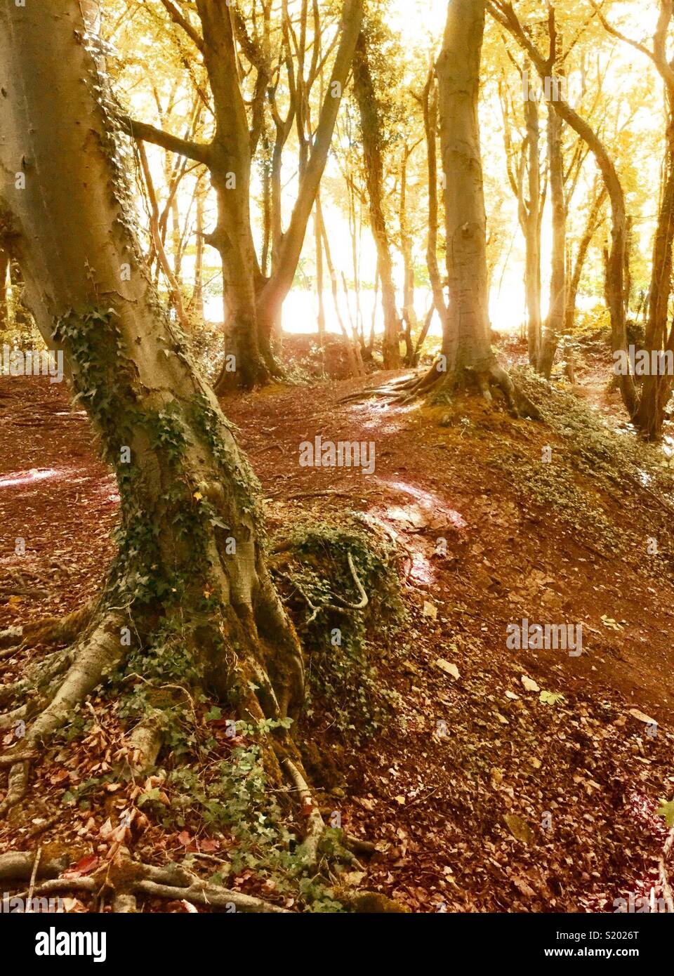 Autumn Walk in the Woods Stock Photo - Alamy