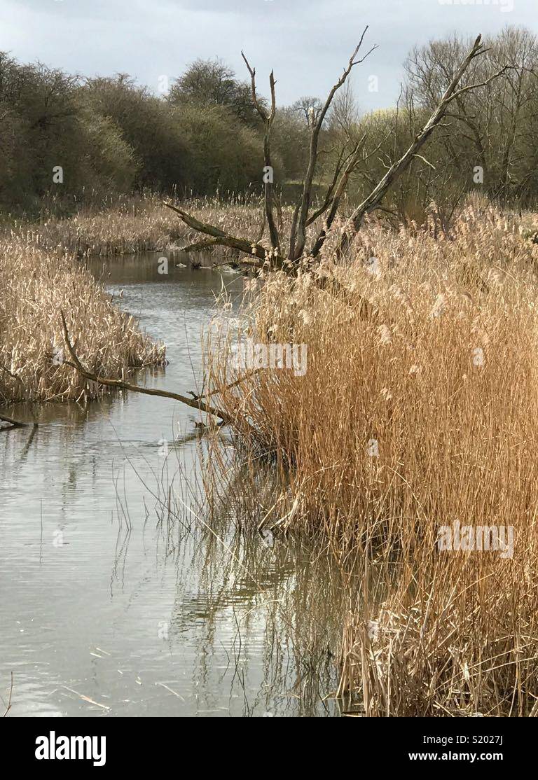 River stream crowded by Reed beds including a dead tree Stock Photo - Alamy