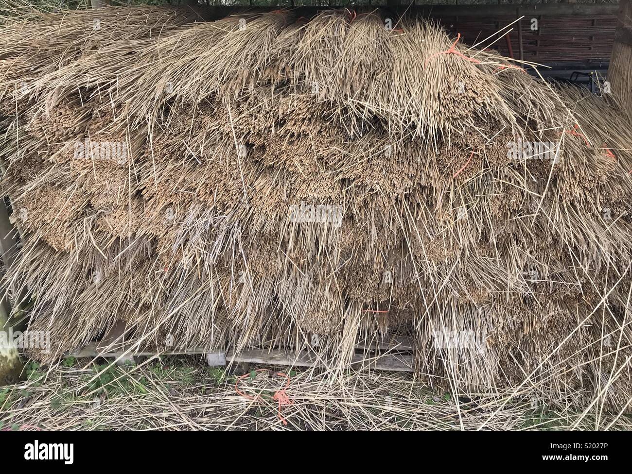 Reeds for thatching hi-res stock photography and images - Alamy