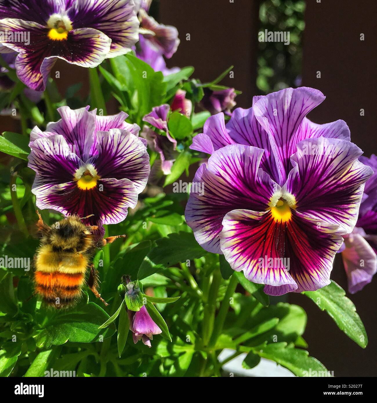 Bumblebee flowers hi-res stock photography and images - Alamy