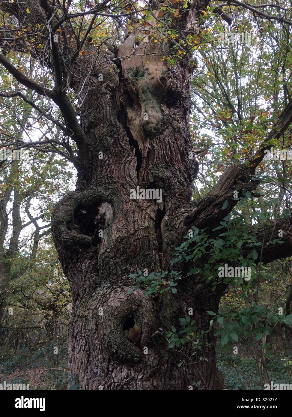 Split oak hi-res stock photography and images - Alamy