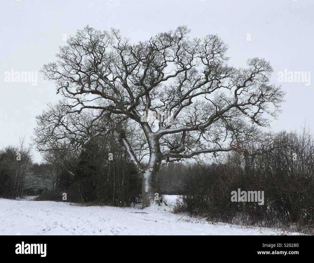 Single oak tree covered in snow Stock Photo - Alamy