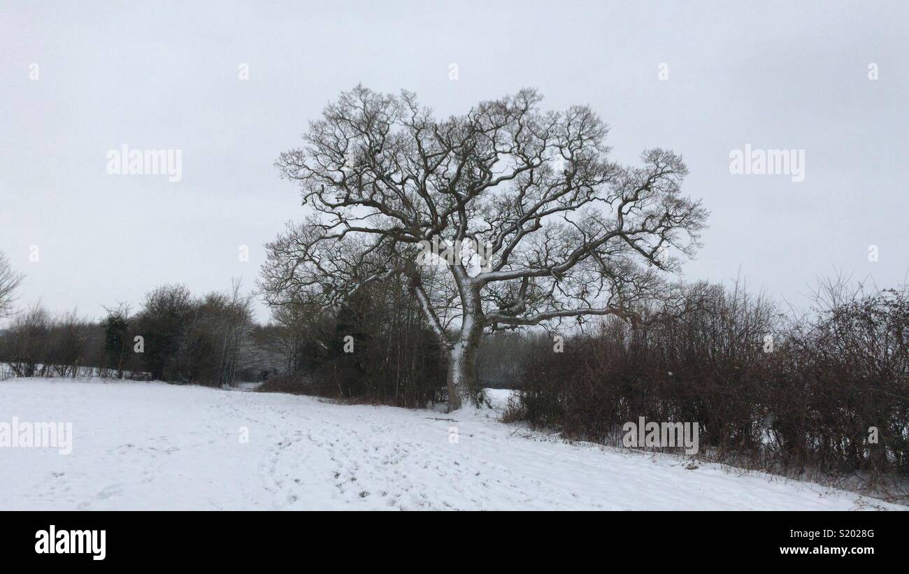 Old large tree winter outline hi-res stock photography and images - Alamy