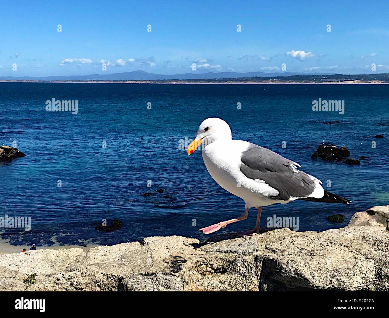 A lagging full steps out on a rock wall Stock Photo - Alamy