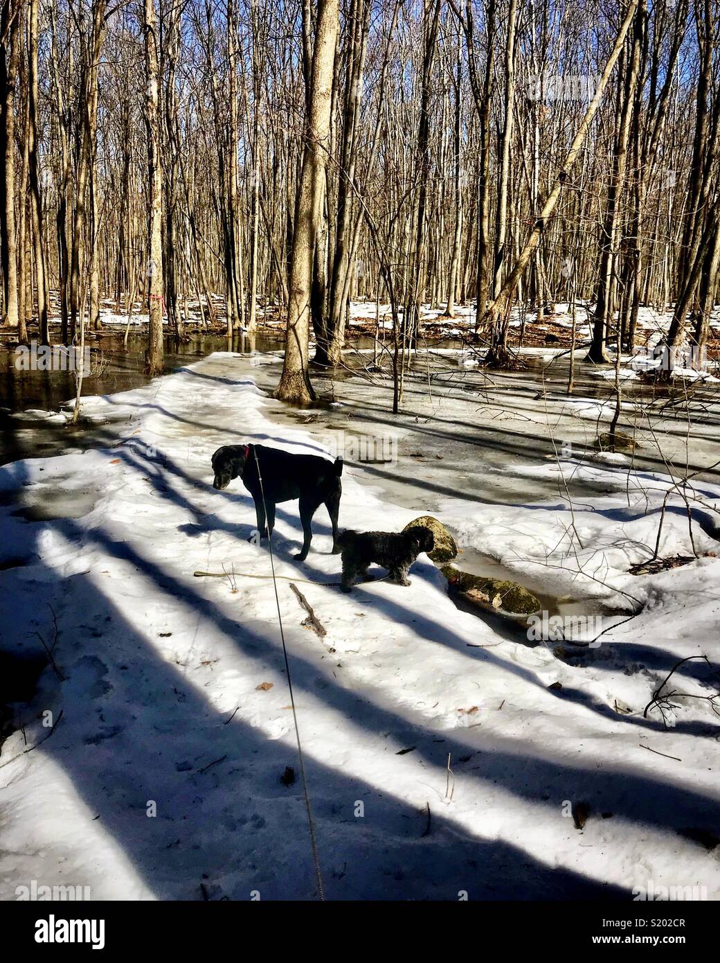 Spring dog woods hi-res stock photography and images - Alamy