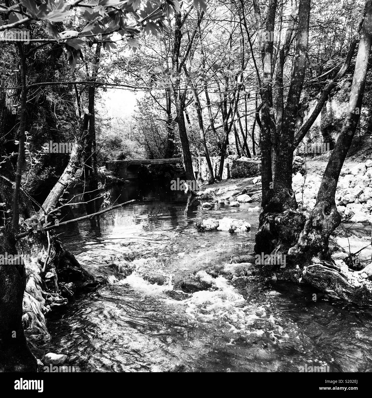 River on forest black and white Stock Photo - Alamy