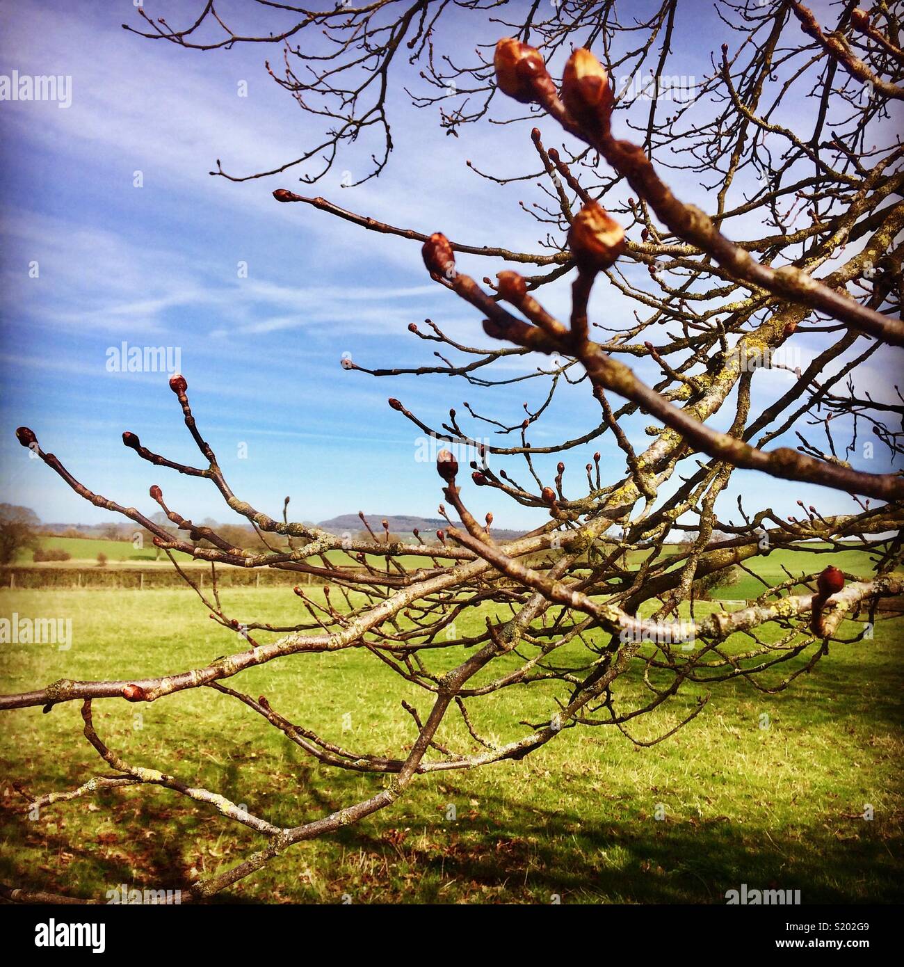 Burst of buds hi-res stock photography and images - Alamy