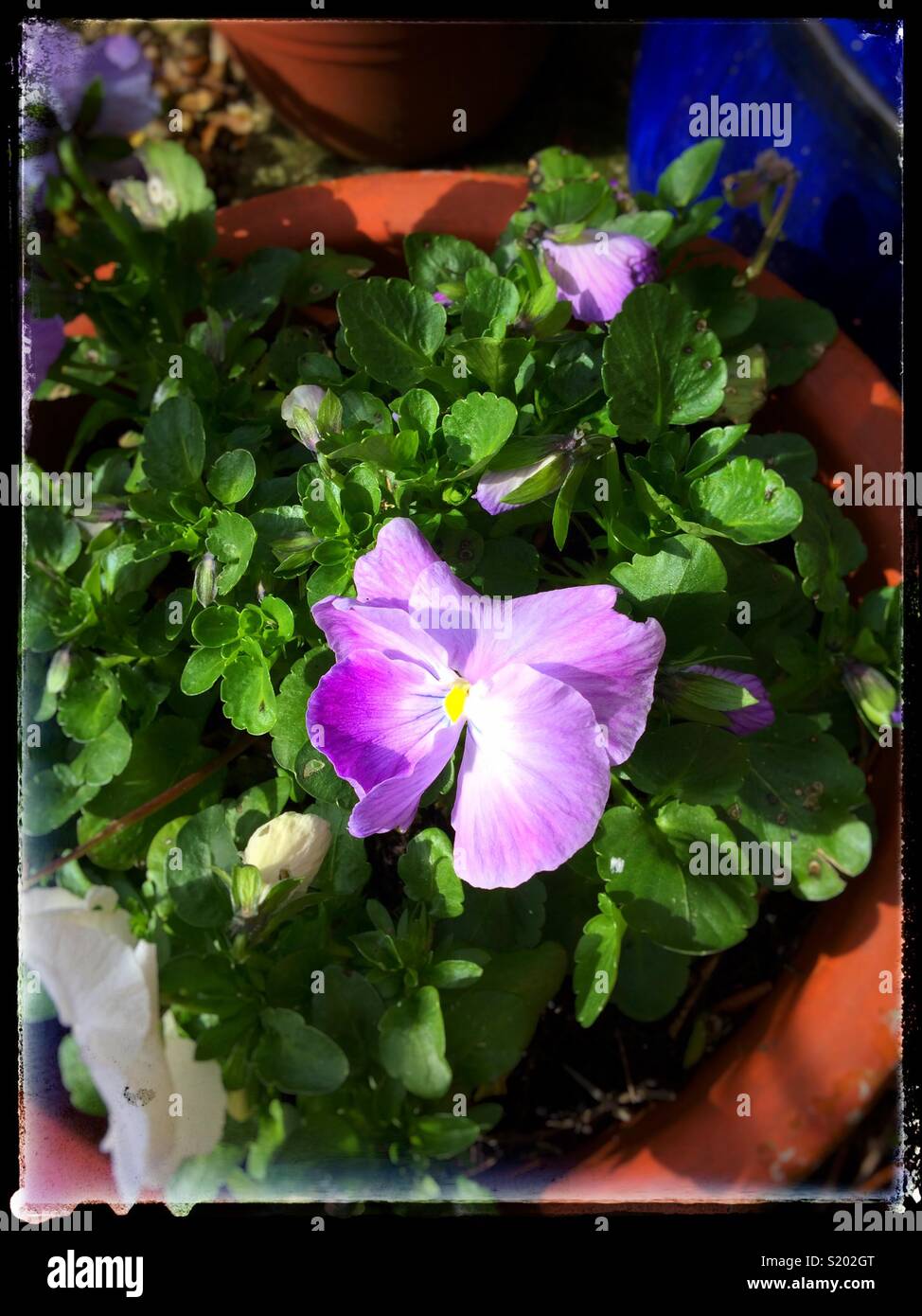 Purple pansy in a terracotta pot Stock Photo - Alamy