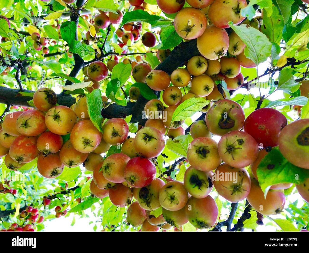 Bounteous hi-res stock photography and images - Alamy