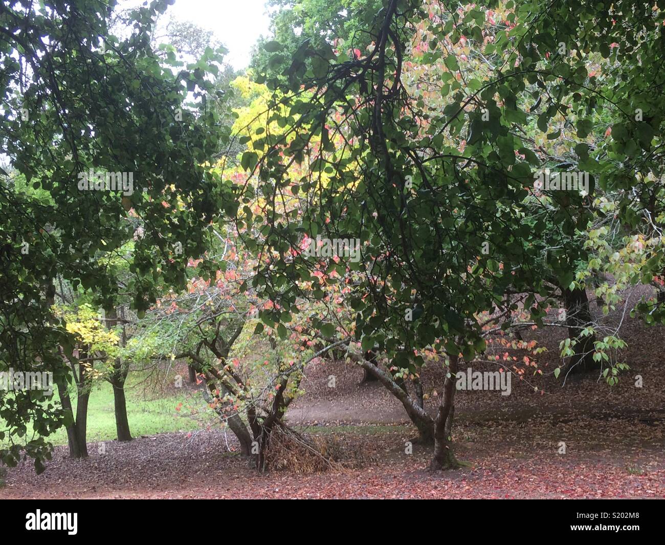 Autumn leaves Changing colour Stock Photo - Alamy