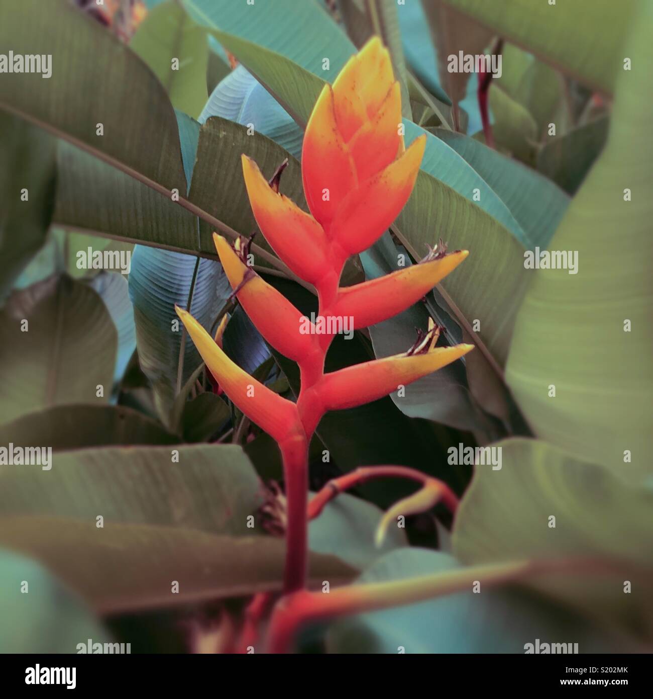 Heliconia banana hi-res stock photography and images - Alamy