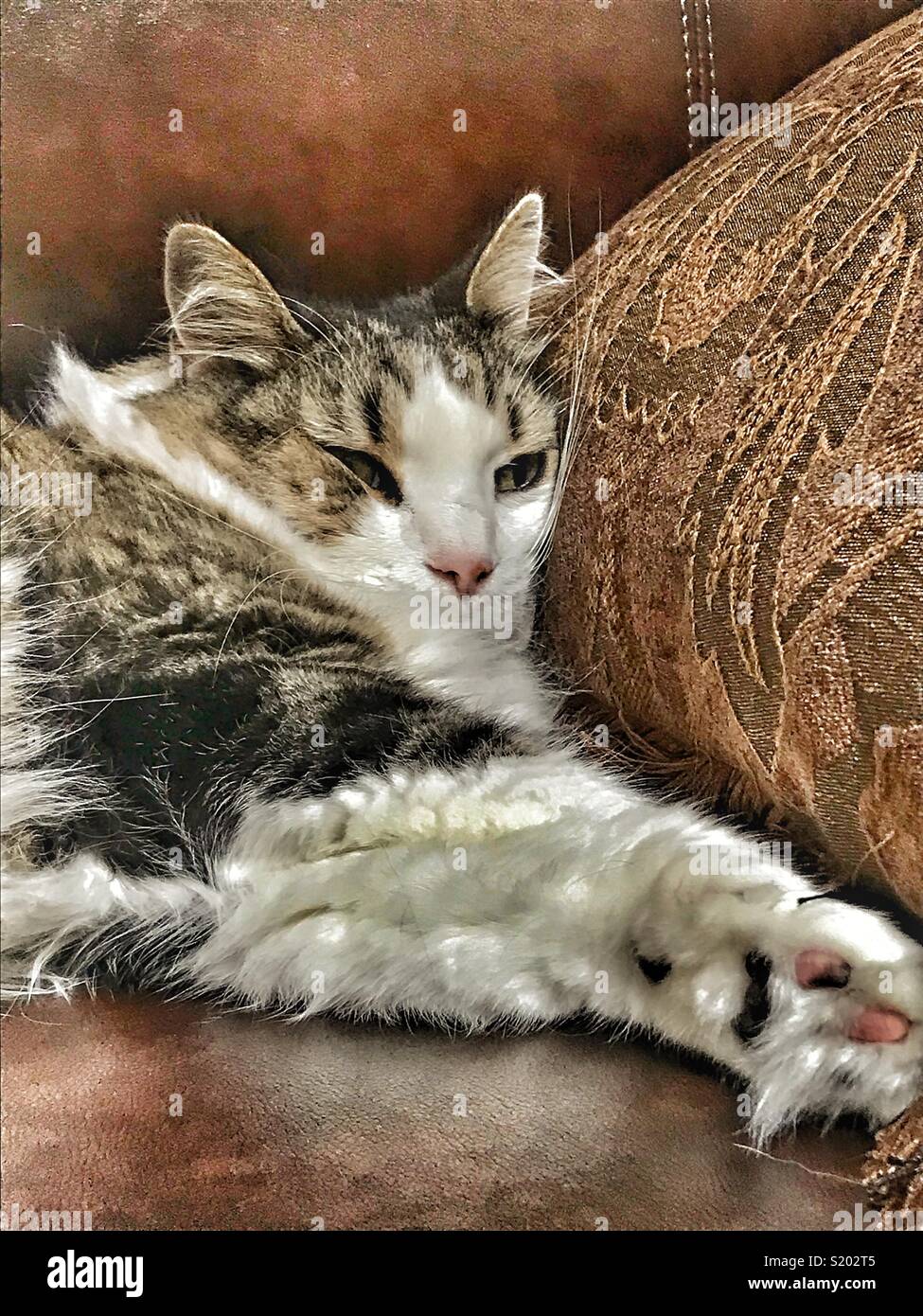 Lounging Cat High Resolution Stock Photography and Images - Alamy