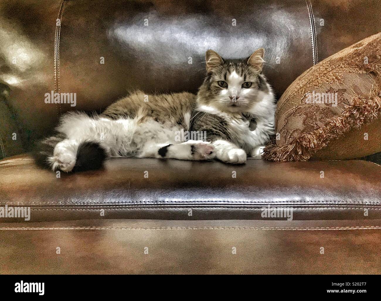 Lounging cat hi-res stock photography and images - Alamy
