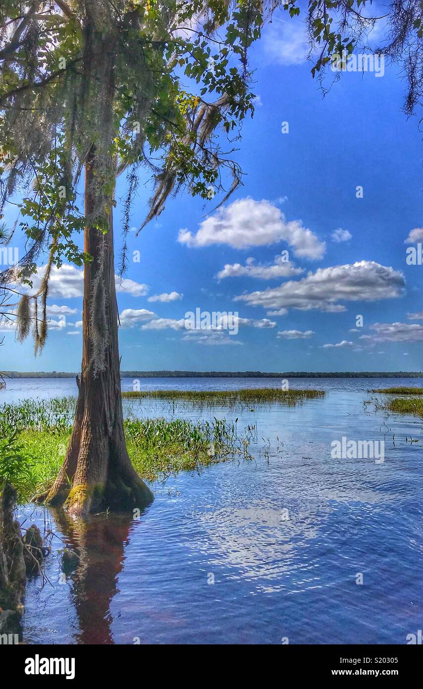 Ocean Pond, Osceola National Forest, Florida Stock Photo - Alamy