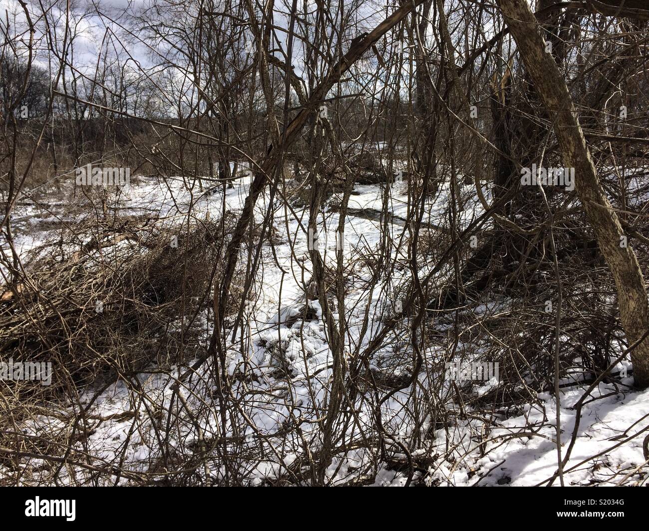 Snow covered wooded area Stock Photo - Alamy