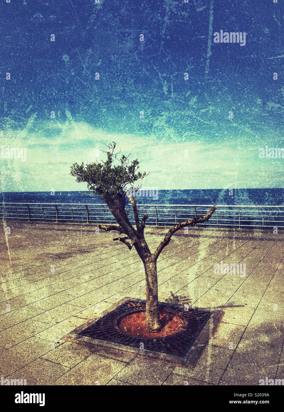 Small tree on promenade with Mediterranean behind it, Beirut Lebanon ...