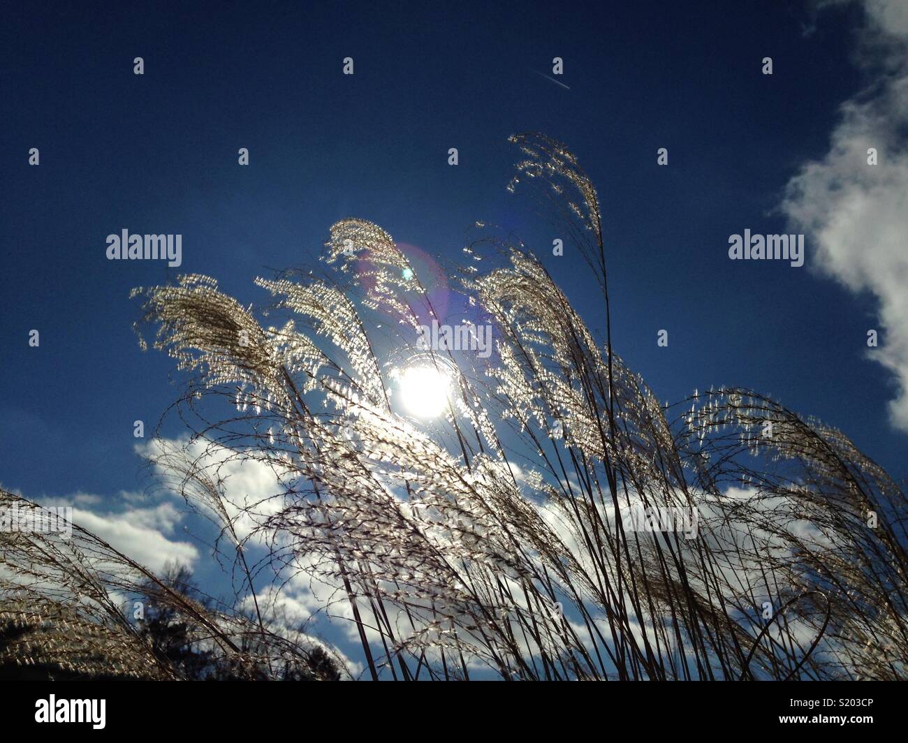 Sun shining through wheat Stock Photo - Alamy