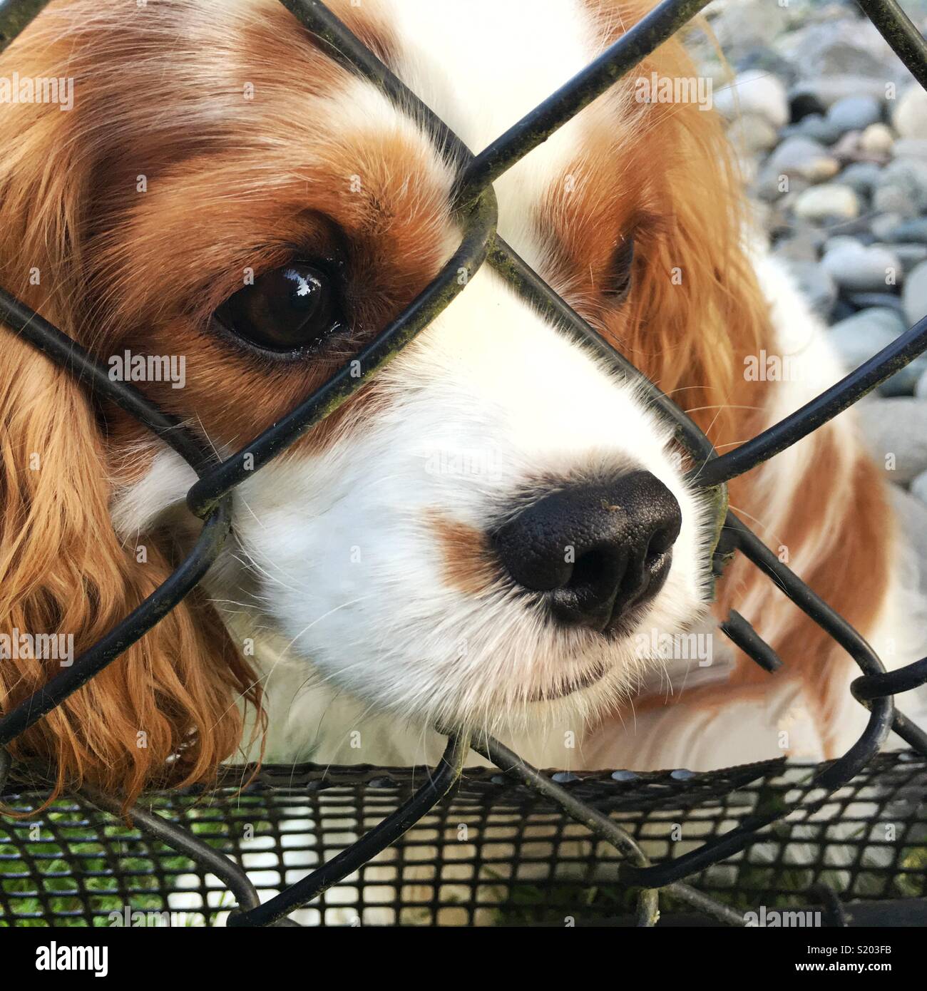 Cute dog through fence Stock Photo - Alamy