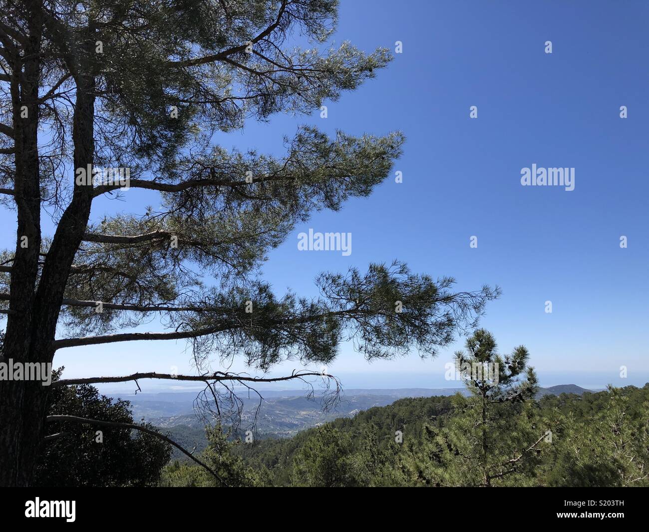 Pine tree on a high view point on Cyprus with a long view Stock Photo ...