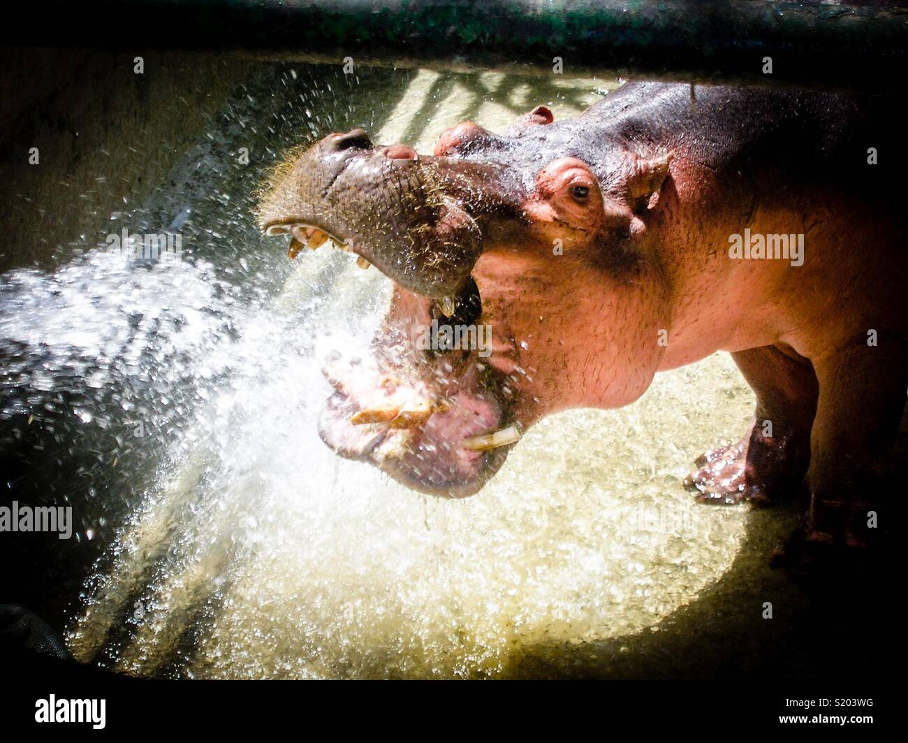 Hippopotamus drink hi-res stock photography and images - Alamy