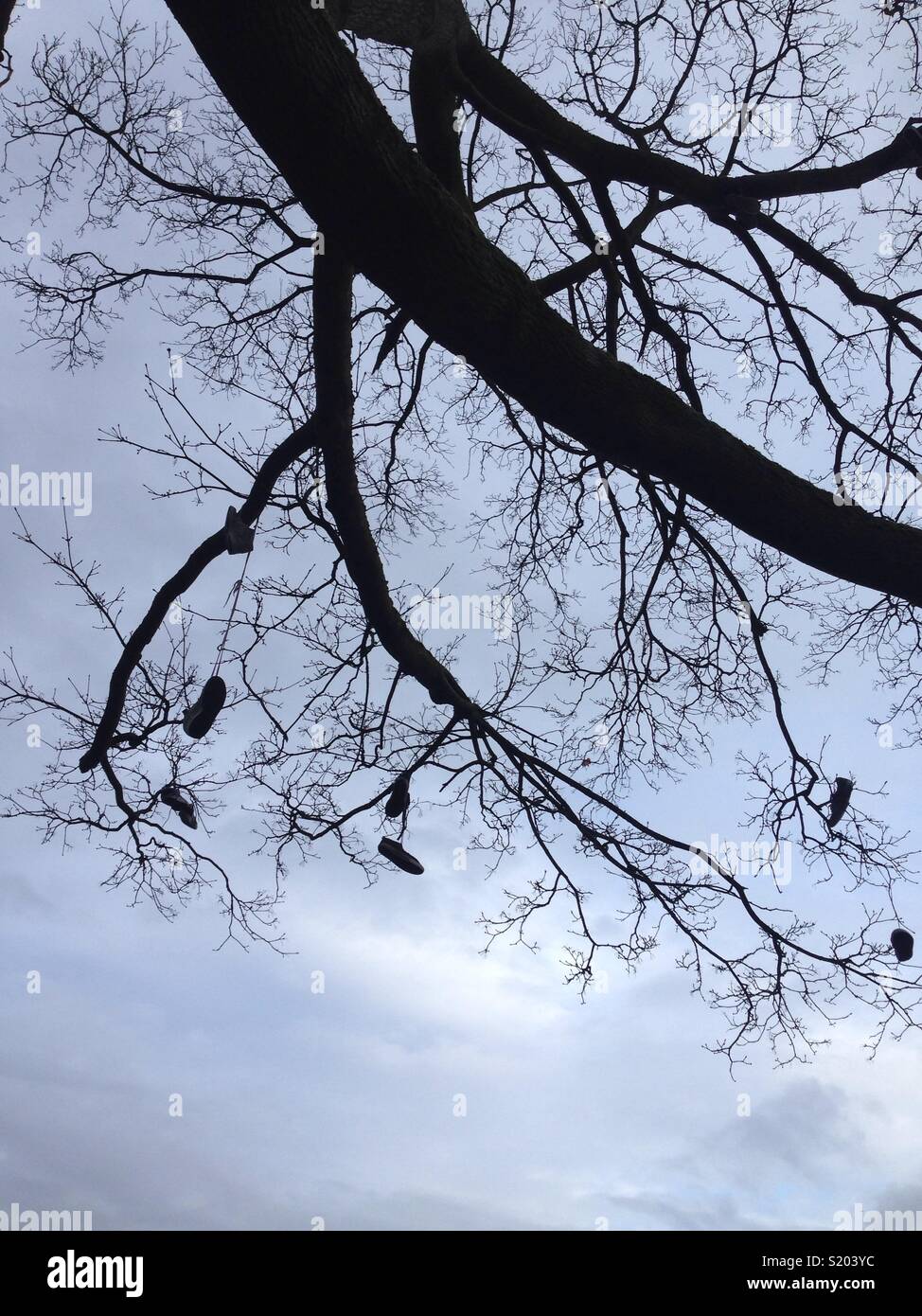 Shoe tree hi-res stock photography and images - Alamy